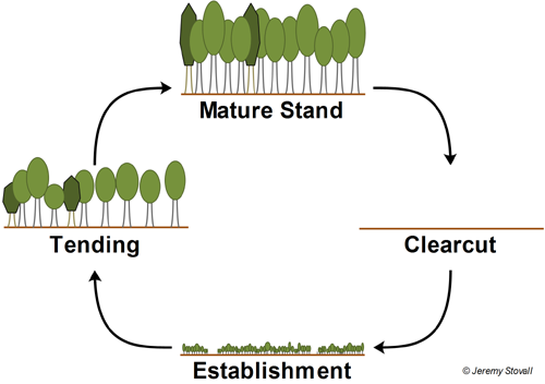 SFA Silviculture - 1.2. Introduction: Silvicultural Systems