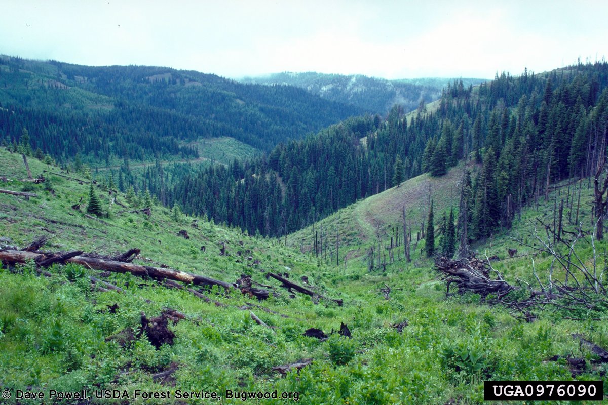 SFA Silviculture - 3.2. Regeneration Methods: Clearcut