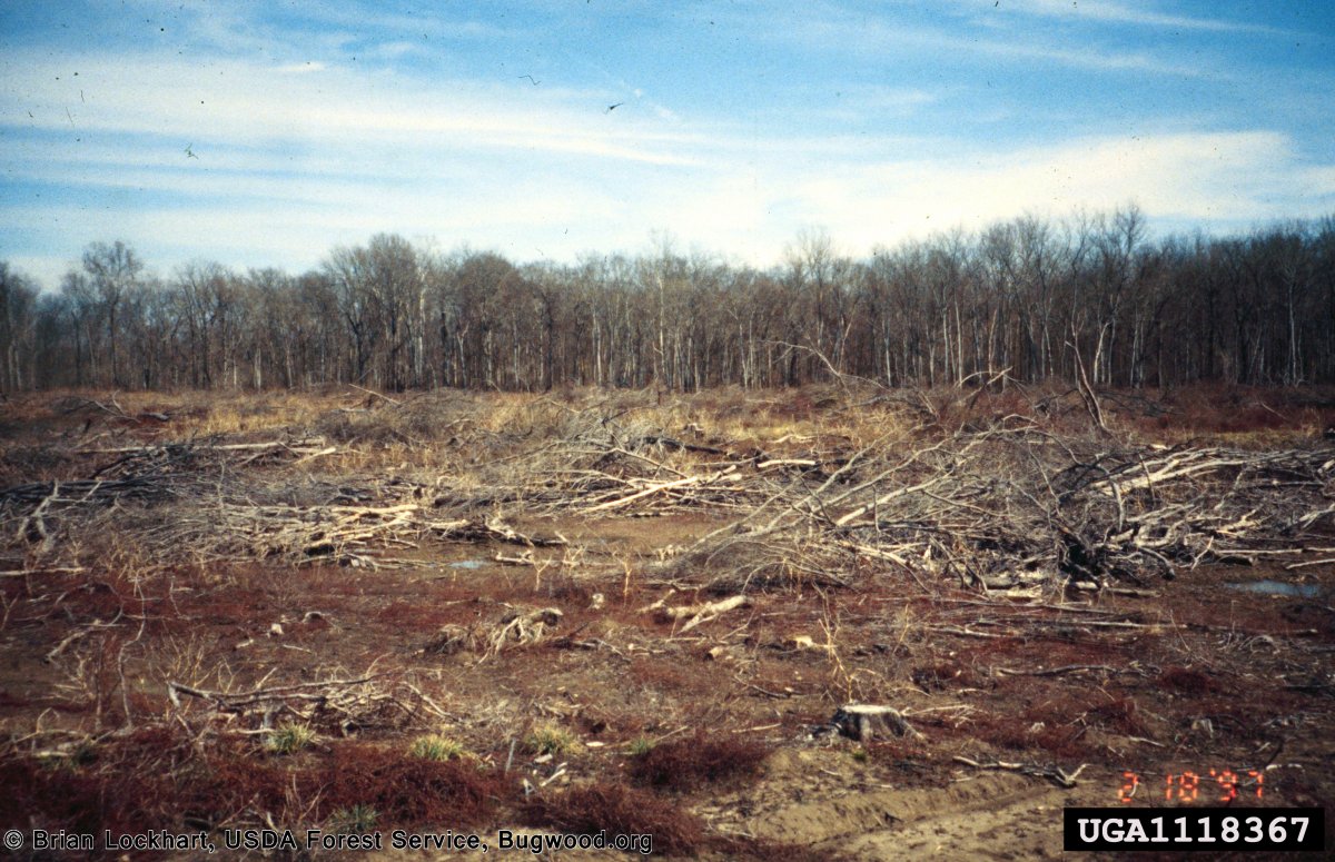 SFA Silviculture - 3.2. Regeneration Methods: Clearcut