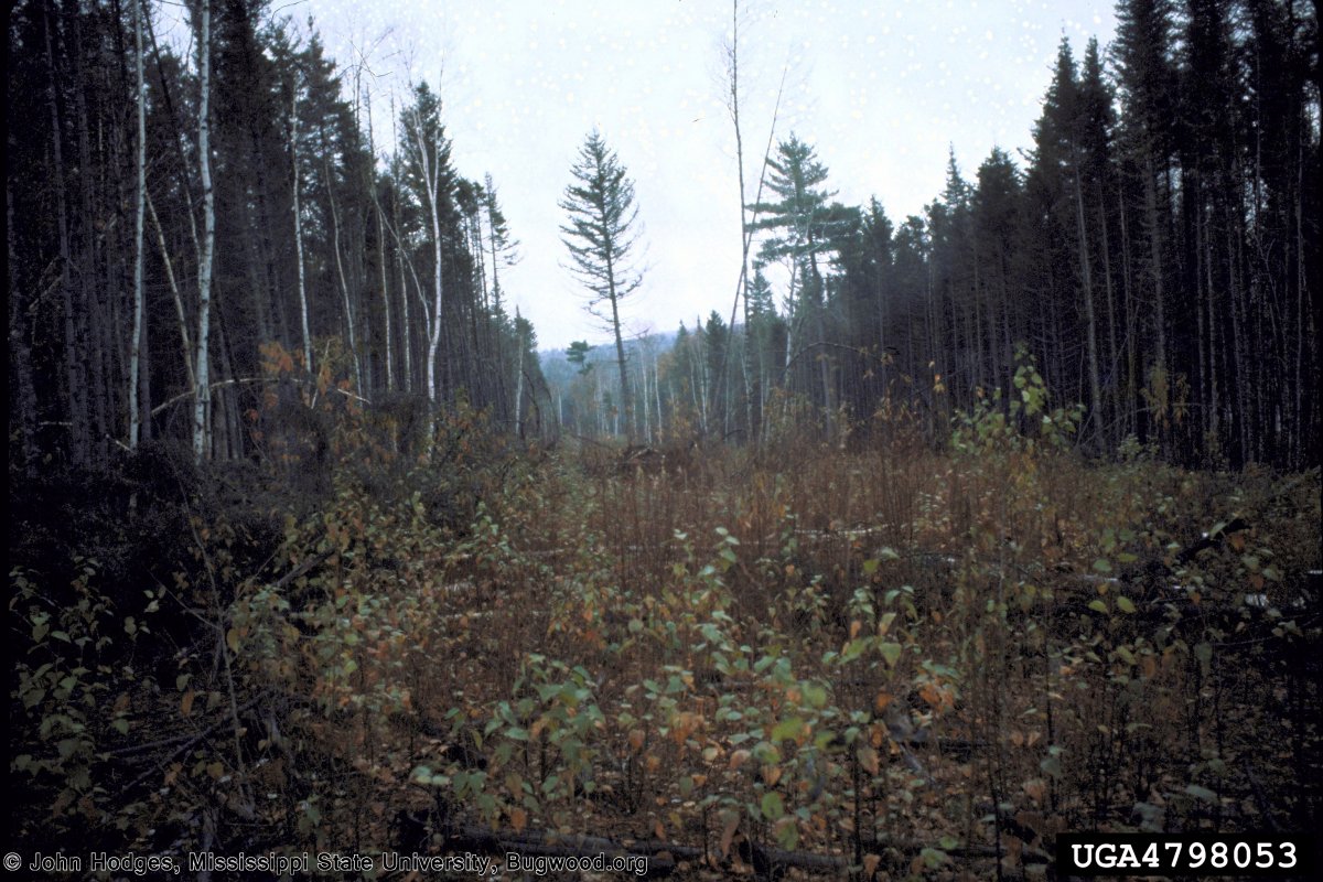SFA Silviculture - 3.2. Regeneration Methods: Clearcut