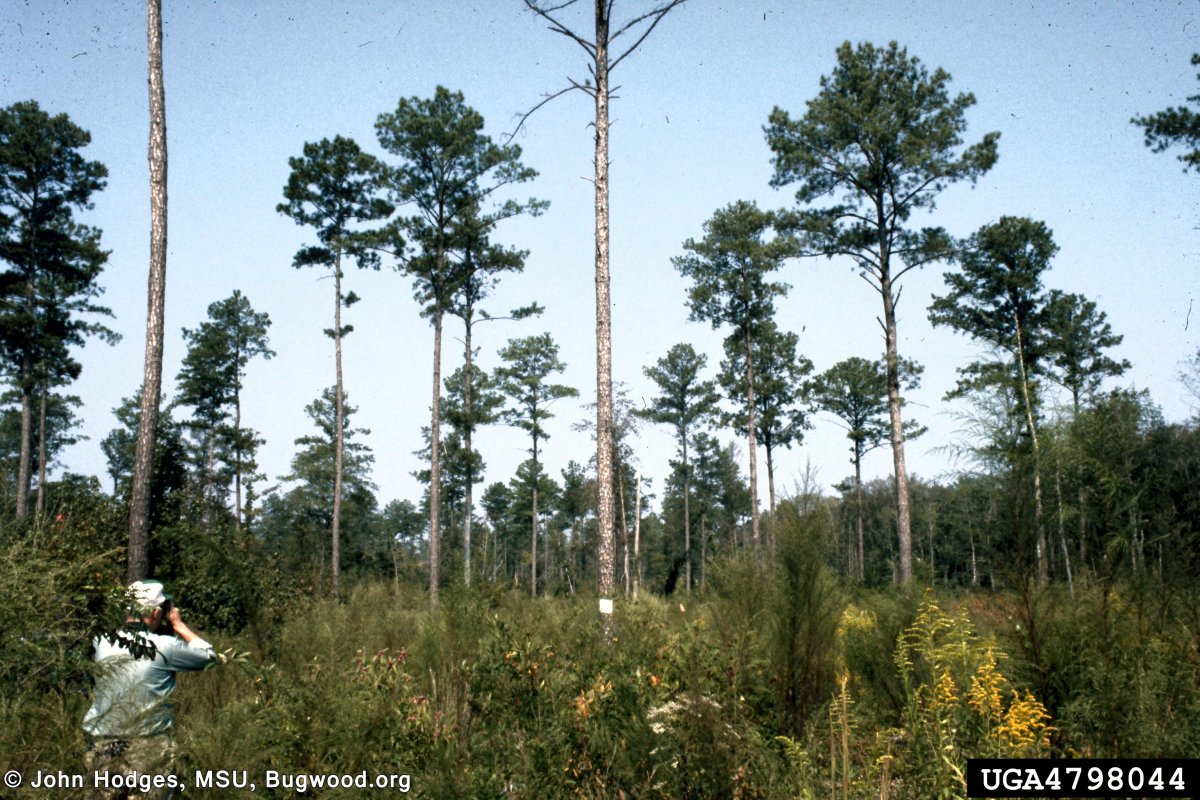 SFA Silviculture - 3.3. Regeneration Methods: Seed-Tree