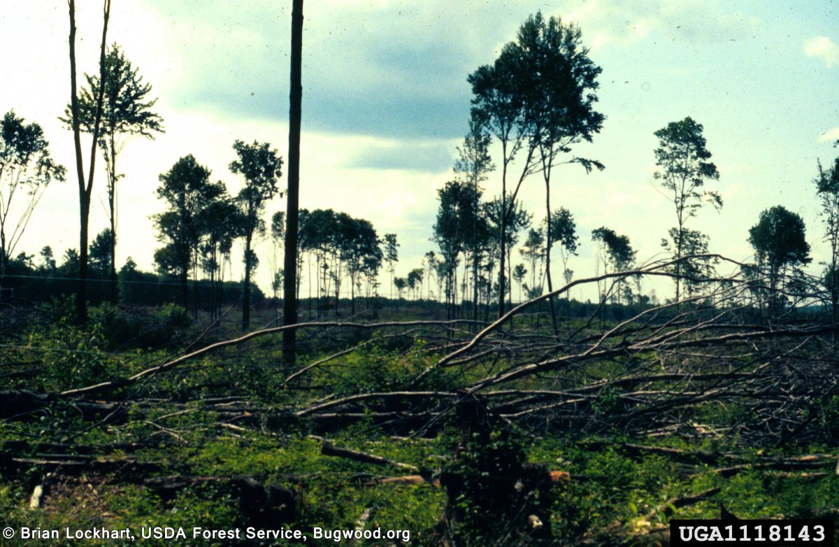 SFA Silviculture - 3.3. Regeneration Methods: Seed-Tree
