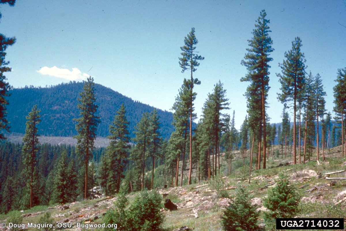 SFA Silviculture - 3.3. Regeneration Methods: Seed-Tree