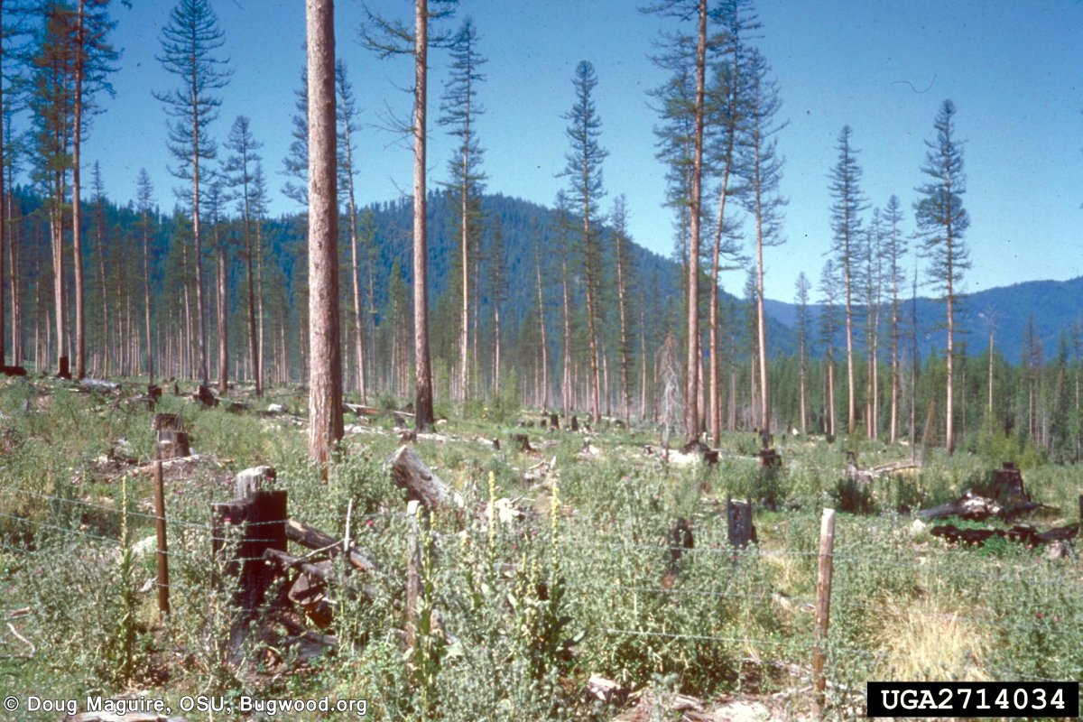 SFA Silviculture - 3.3. Regeneration Methods: Seed-Tree