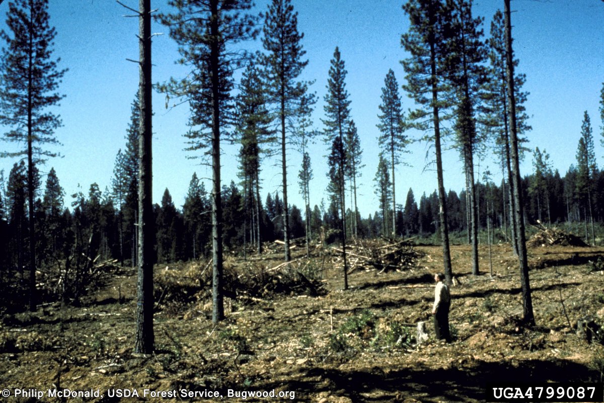 SFA Silviculture - 3.3. Regeneration Methods: Seed-Tree