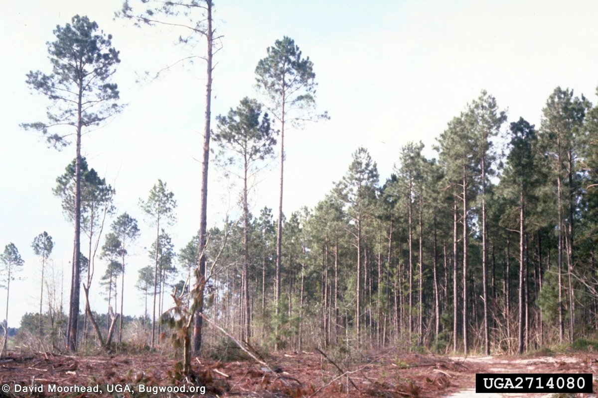 SFA Silviculture - 3.3. Regeneration Methods: Seed-Tree