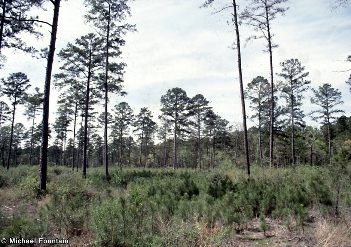 SFA Silviculture - 3.3. Regeneration Methods: Seed-Tree