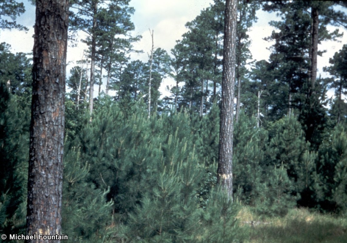 SFA Silviculture - 3.3. Regeneration Methods: Seed-Tree