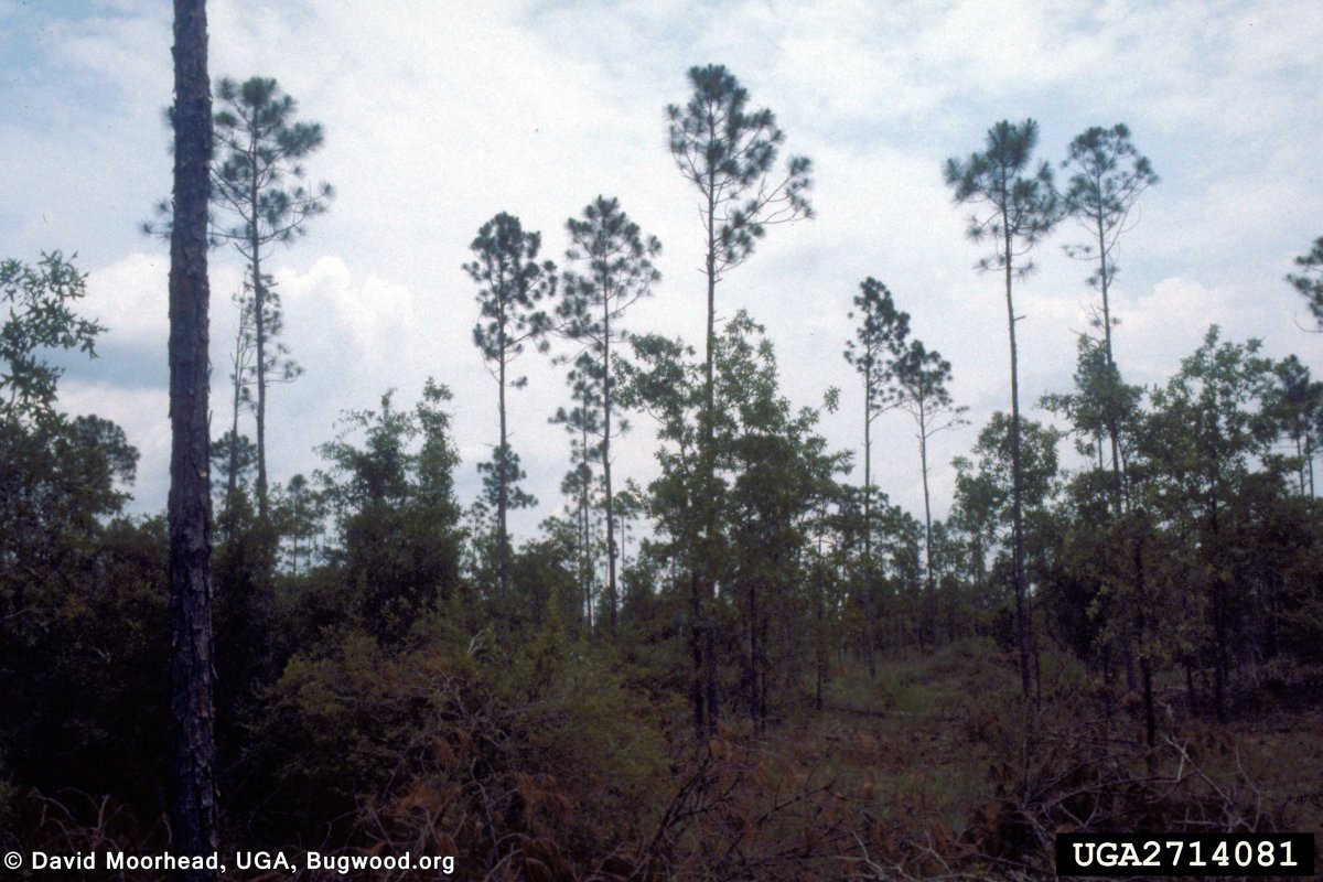 SFA Silviculture - 3.3. Regeneration Methods: Seed-Tree