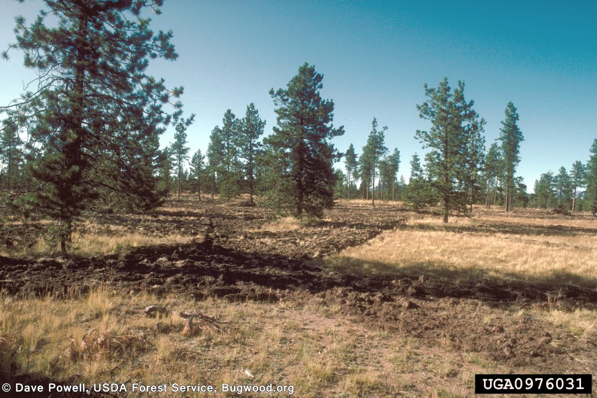 SFA Silviculture - 3.3. Regeneration Methods: Seed-Tree