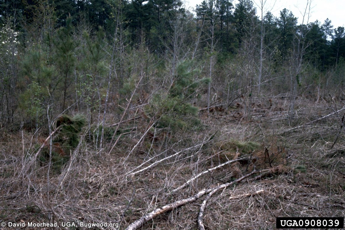 SFA Silviculture - 3.3. Regeneration Methods: Seed-Tree