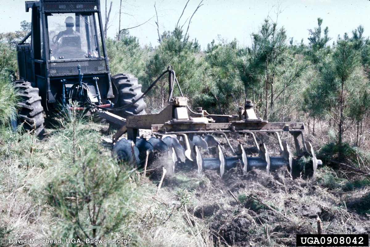 SFA Silviculture - 3.3. Regeneration Methods: Seed-Tree