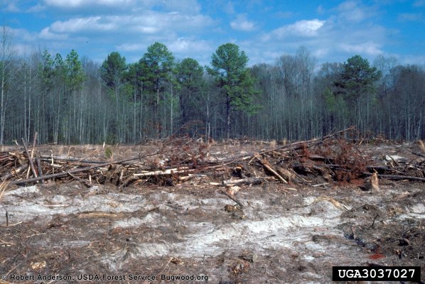 SFA Silviculture - 3.2. Regeneration Methods: Clearcut