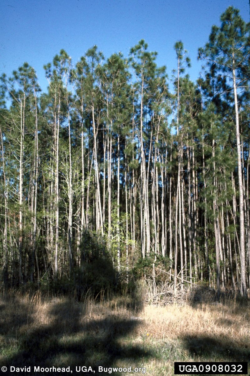 SFA Silviculture - 3.3. Regeneration Methods: Seed-Tree